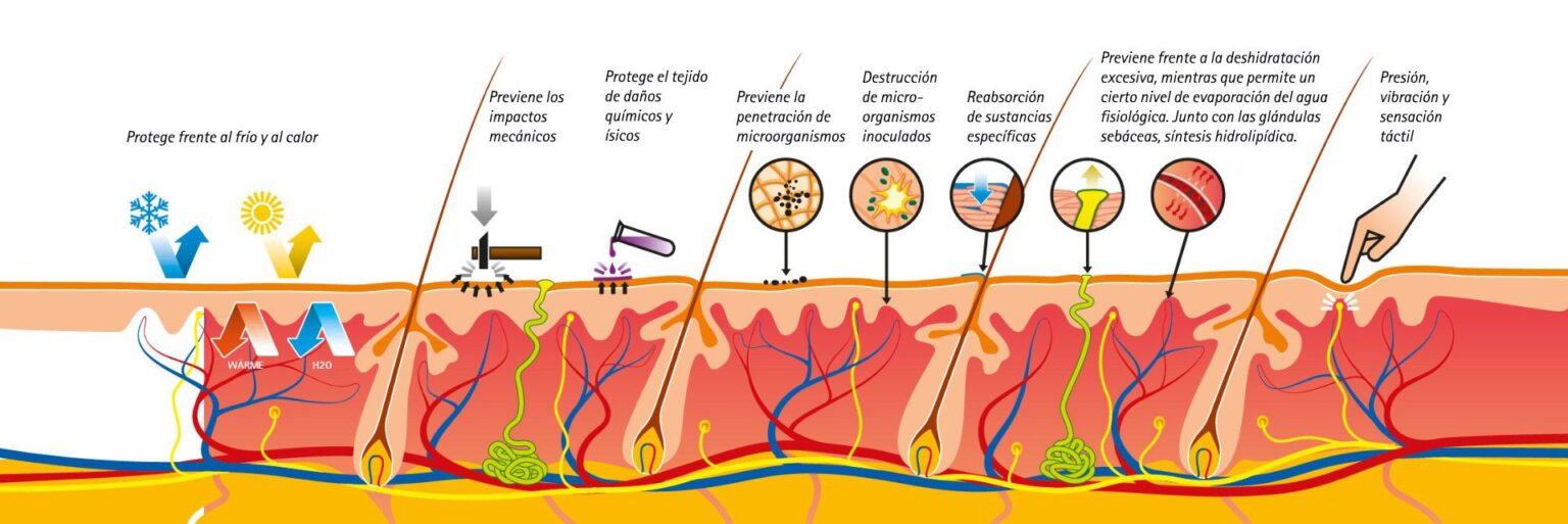 Skin Tears: Caso de desgarro cutáneo en zona dorsal de antebrazo ...